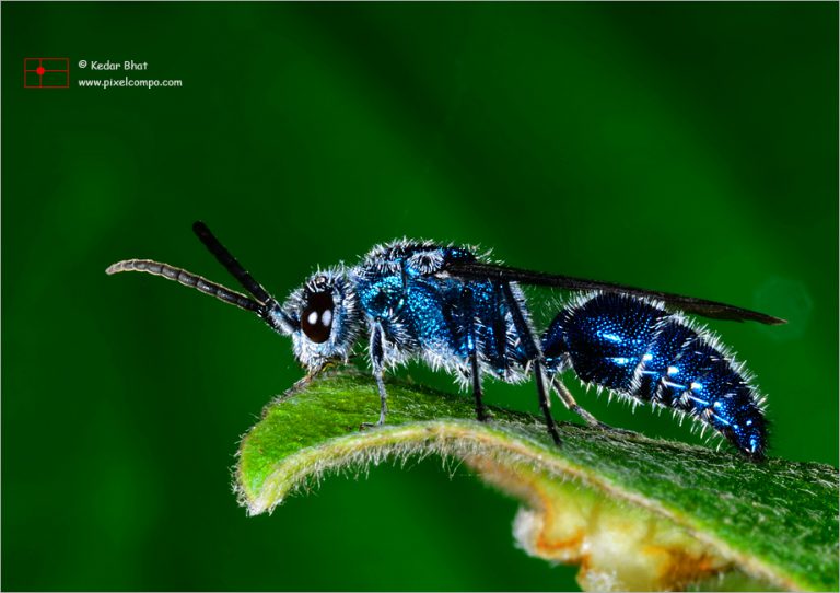 Blue Wasp - Pixelcompo